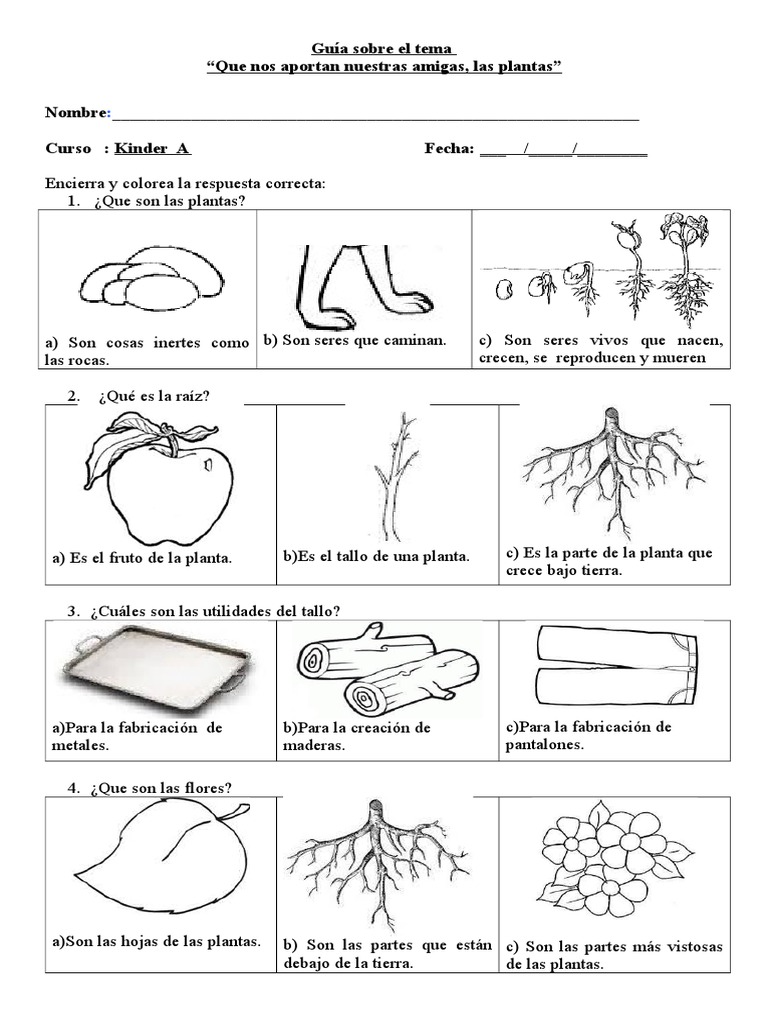 Guia Sobre La Utilidad Que Nos Dan Las Plantas Kinder | PDF | Hogar ...