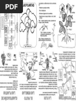 Las Plantas Vocabulary | PDF