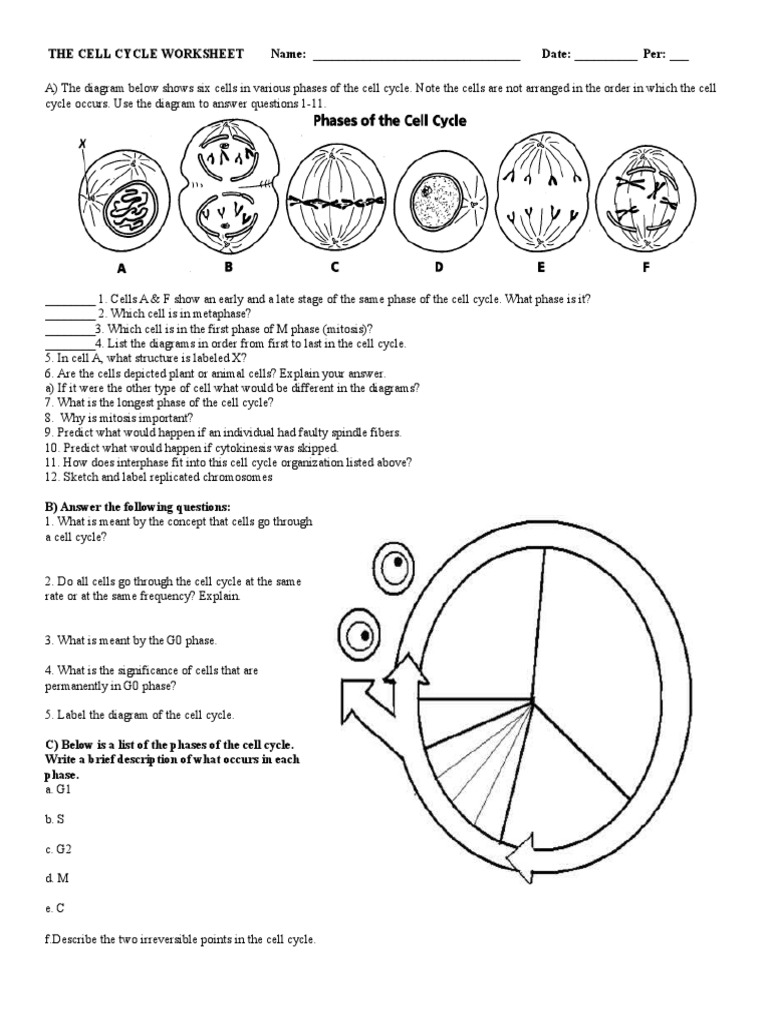 The Cell Cycle Worksheet | PDF
