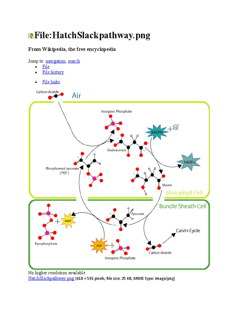 File:Hatchslackpathway - PNG: From Wikipedia, The Free Encyclopedia ...