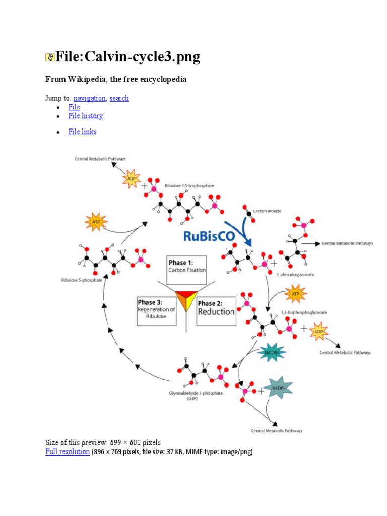 File:Calvin-cycle3.png: From Wikipedia, The Free Encyclopedia ...