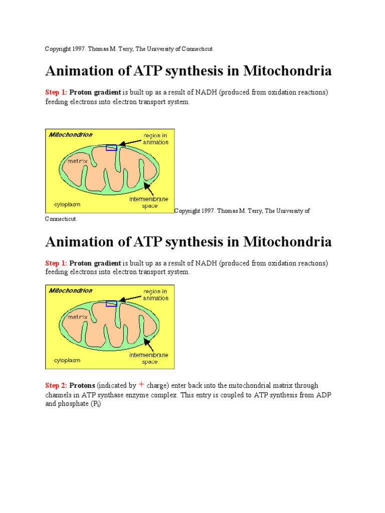 Animation of ATP Synthesis | Adenosine Triphosphate | Electron ...