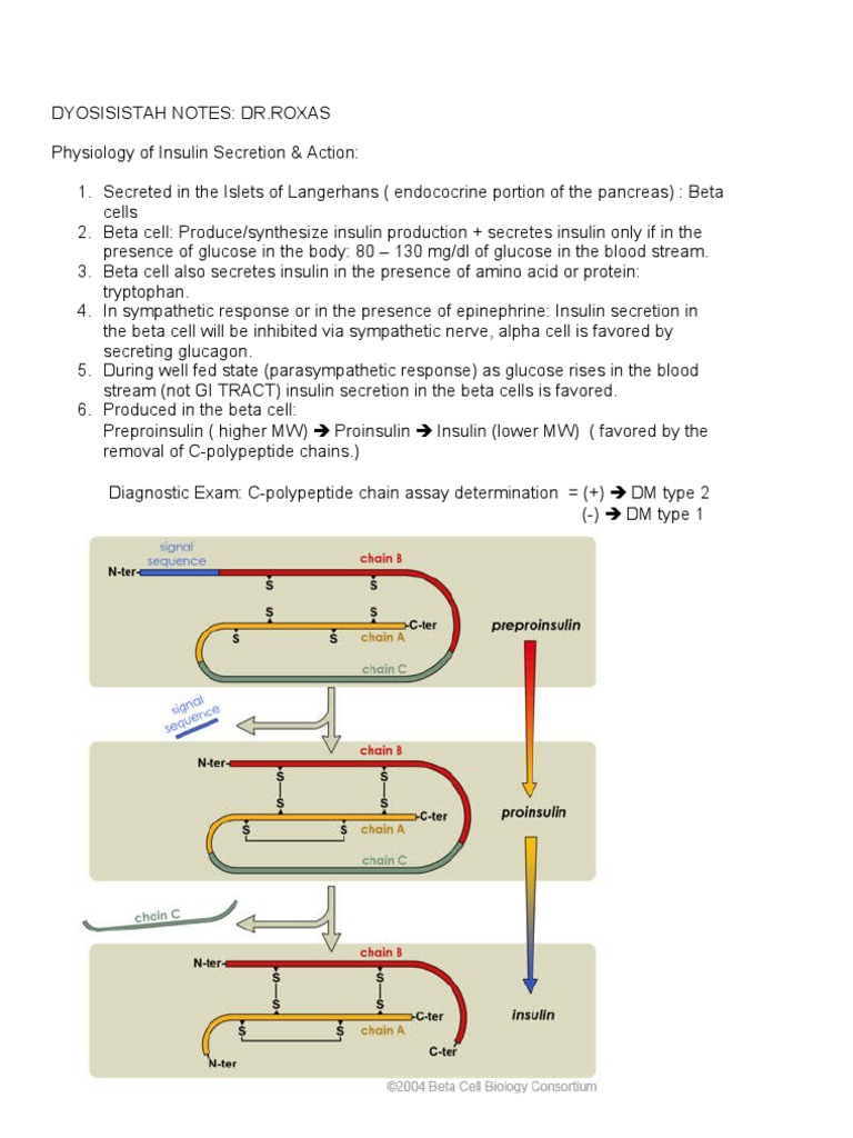 Physiology of Insulin Secretion | PDF | Insulin | Apoptosis