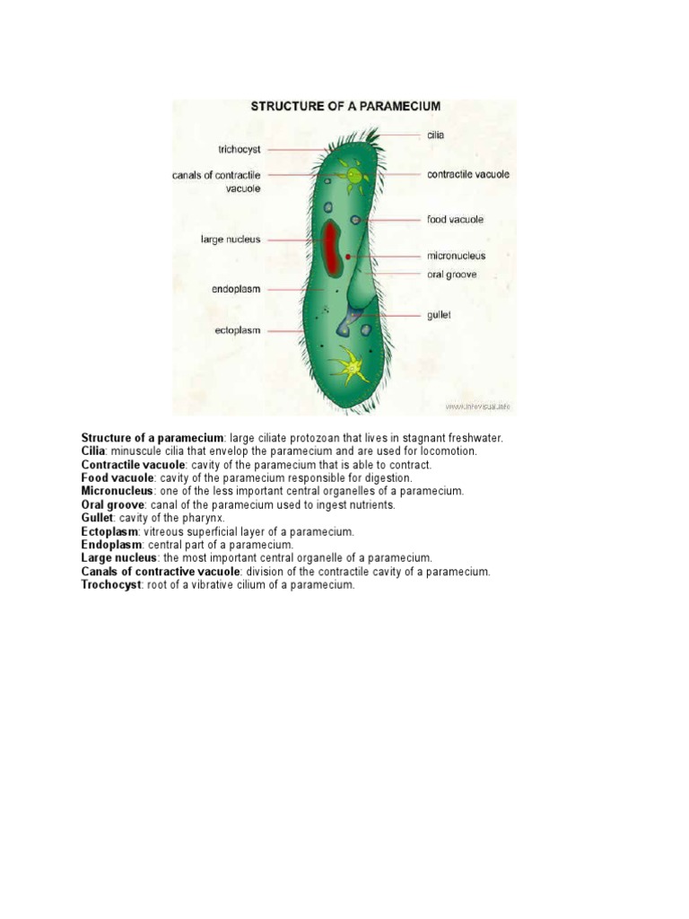 Structure and Organs of Paramecium | PDF | Pupa | Insects