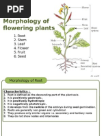 Chapter 1 Part 1 Plant Anatomy Physiology Pdf Pdf Tissue