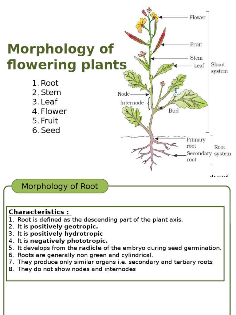 Morphologyoffloweringplants Irootstemleaf 140907095839 Phpapp01 | Root ...