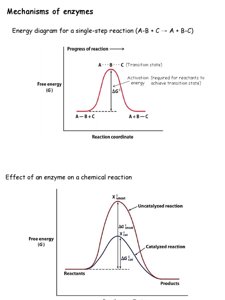 Mechanisms of Enzymes: Energy Diagram For A Single-Step Reaction (A-B ...