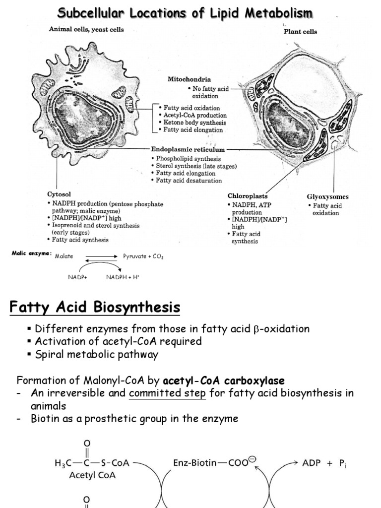 12 Fatty Acid and TAG Biosynthesis 20141115 | PDF | Biosynthesis ...