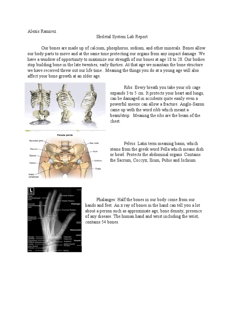 Skeletal System Lab Report | PDF | Osteoblast | Bone
