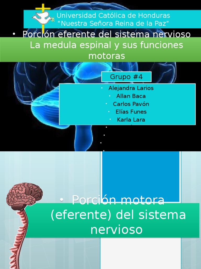 Segundo Parcial, Fisio2 | PDF | Materia gris | Médula espinal