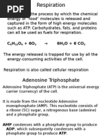 Answer Key Cellular Respiration Pogil | PDF | Cellular Respiration ...