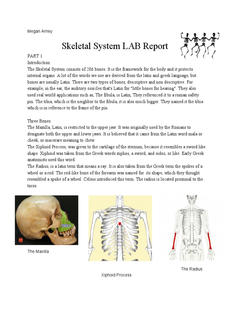 Skeletal System LAB Report: Megan Arney | PDF | Bone | Musculoskeletal ...