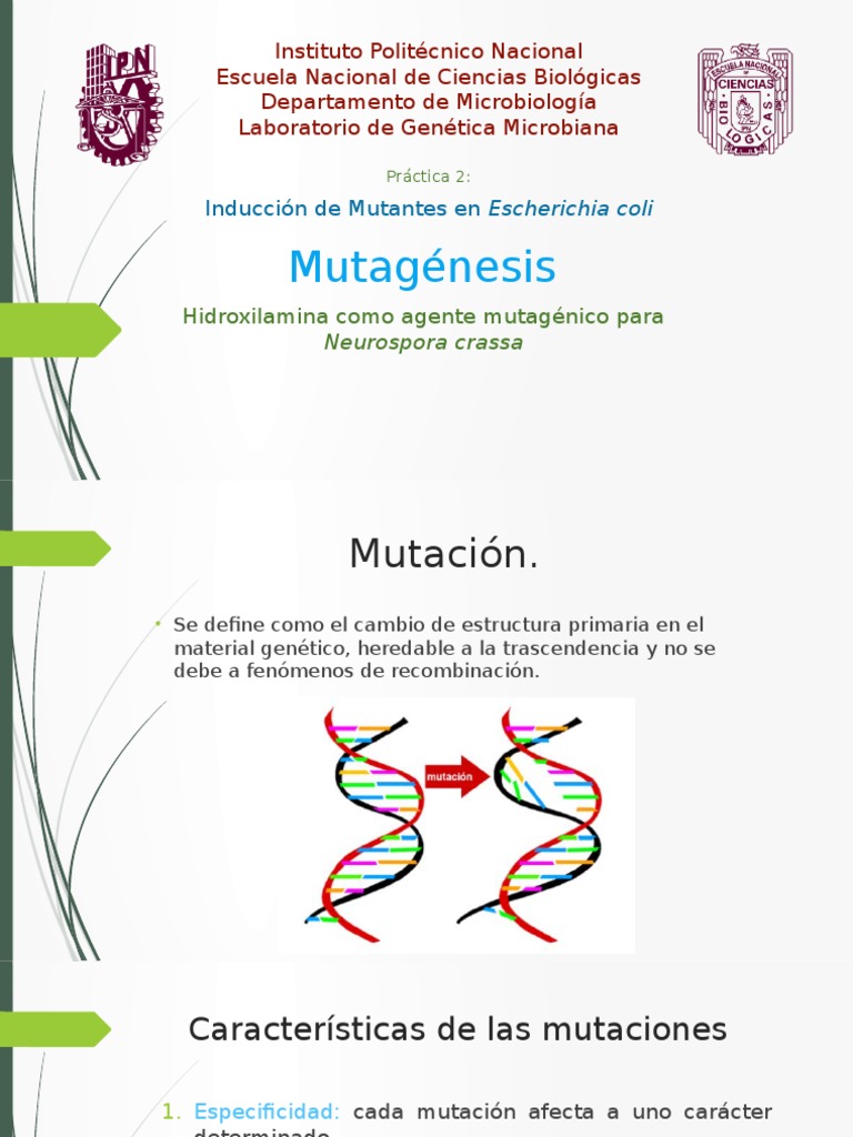 mutagenesis | Mutación | Mutageno