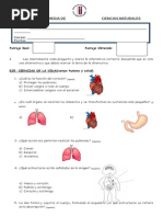 Evaluación Cuerpo Humano 2° Básico | PDF | Science | Ciencia (general)