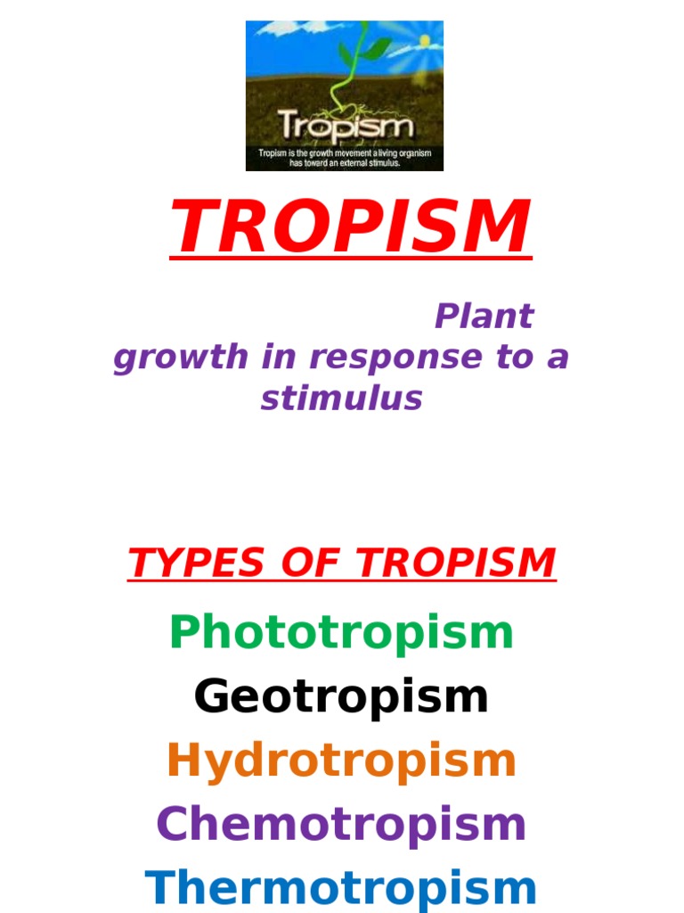 Photo Tropism | PDF