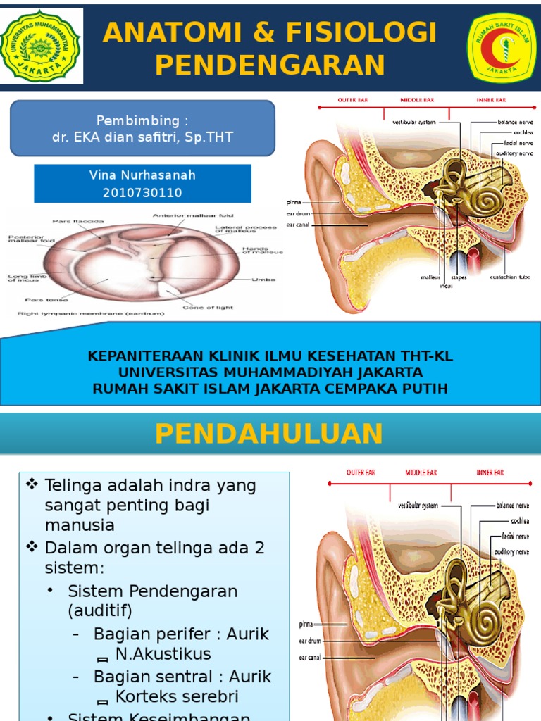 ANATOMI DAN FISIOLOGI PENDENGARAN | PDF