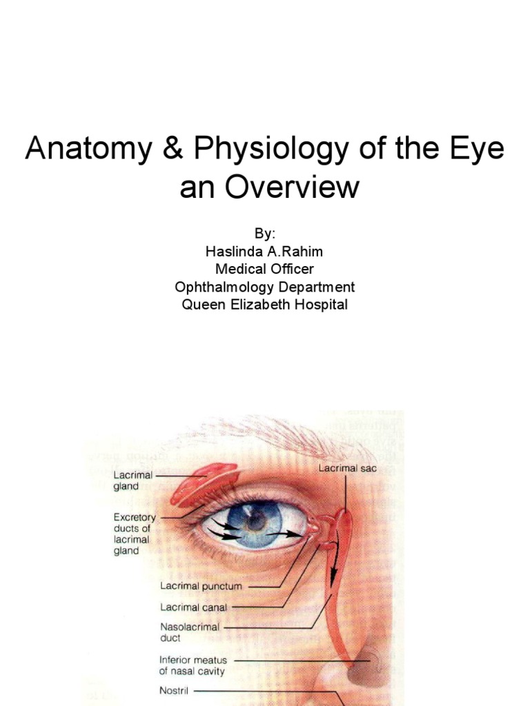 Anatomy & Physiology of The Eye | PDF | Human Eye | Retina