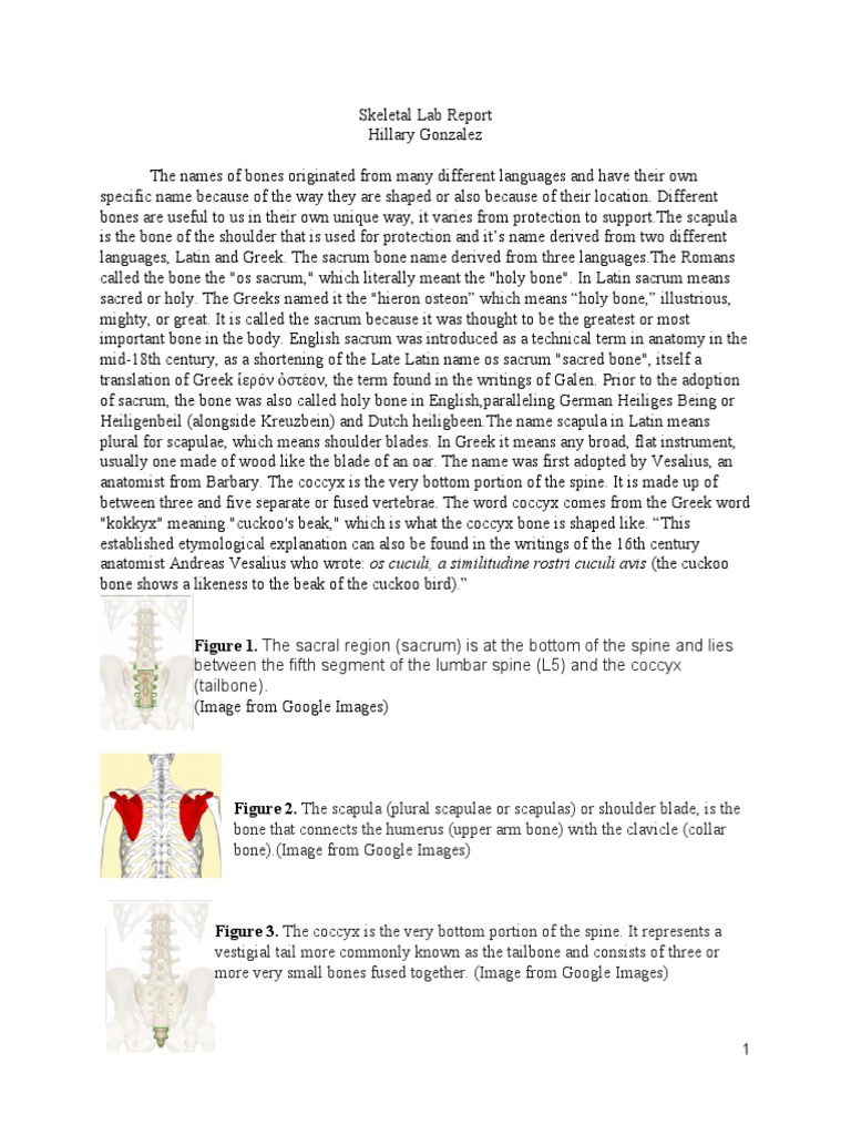 Understanding Bone Anatomy and Disorders | PDF | Bone | Skeletal System