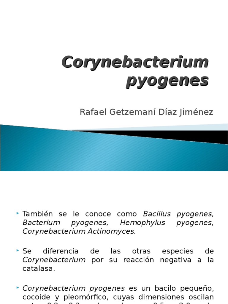 Generalidades y caracteristicas de Corynebacterium pyogenes | Infección ...