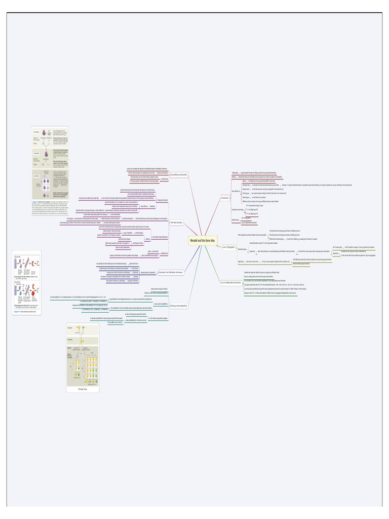 Genetics Mind Map | Dominance (Genetics) | Allele