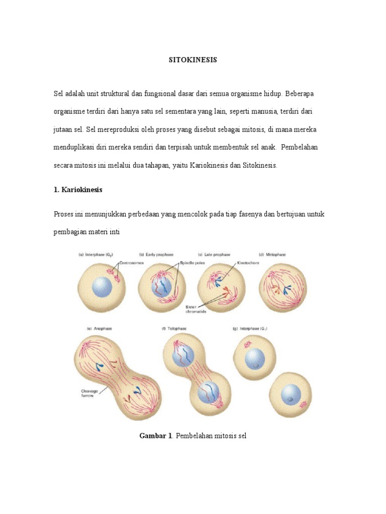 Sito Kinesis | PDF