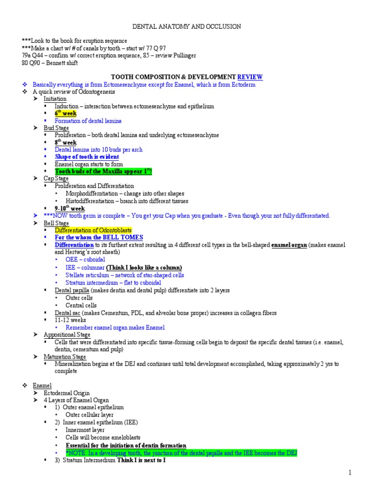 Anatomy and Occlusion Nuggets | PDF | Dentin | Tooth Enamel