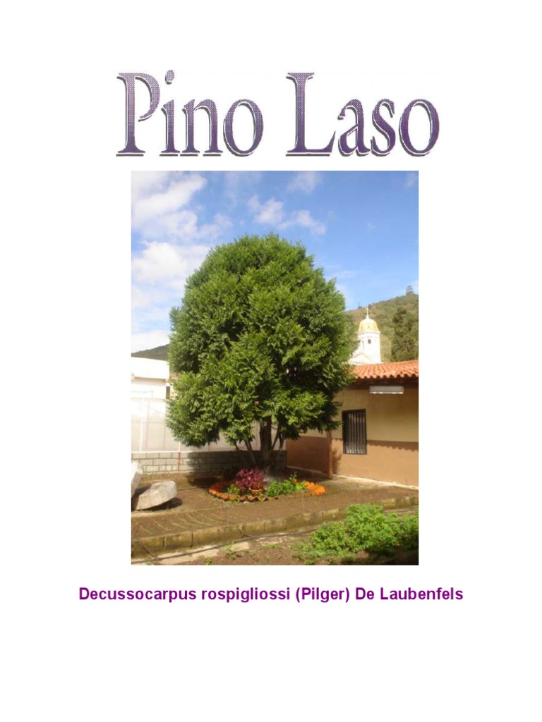 Pino Laso | PDF | Germinación | Fruta