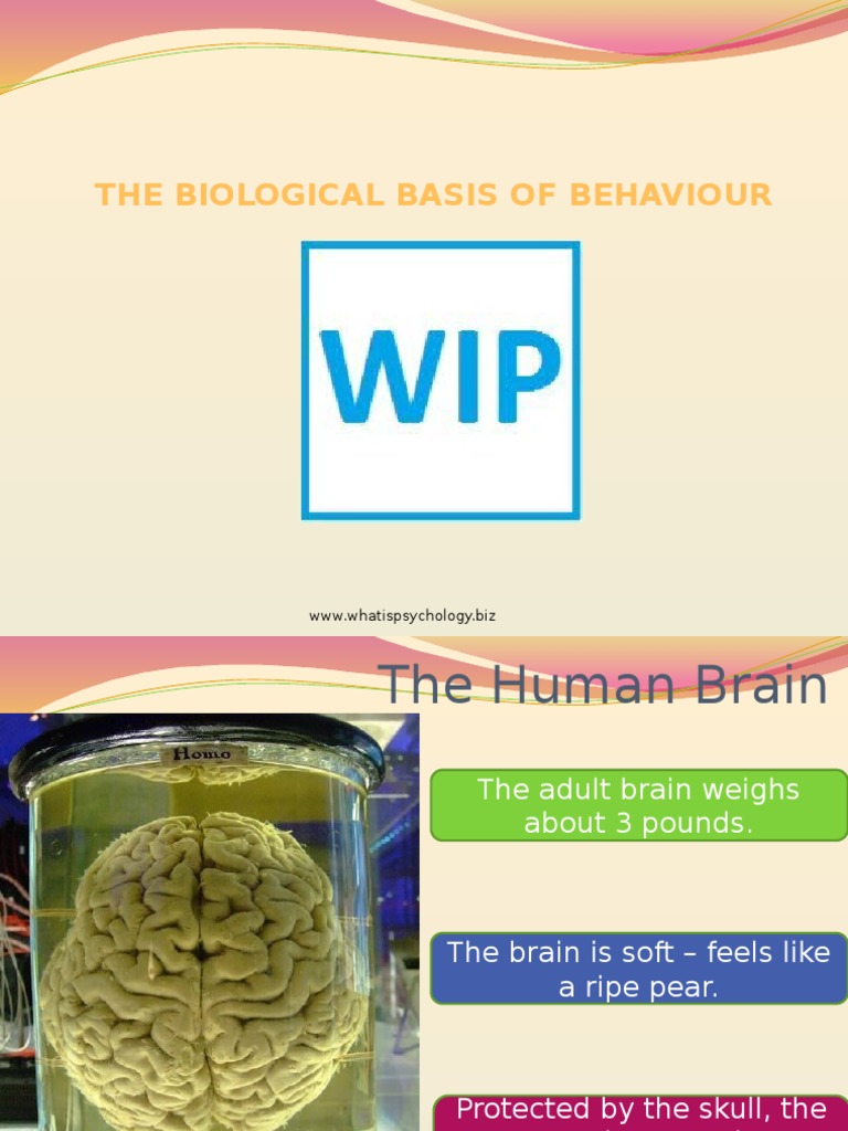 Biological Basis of Behaviour | Cerebrum | Neuron