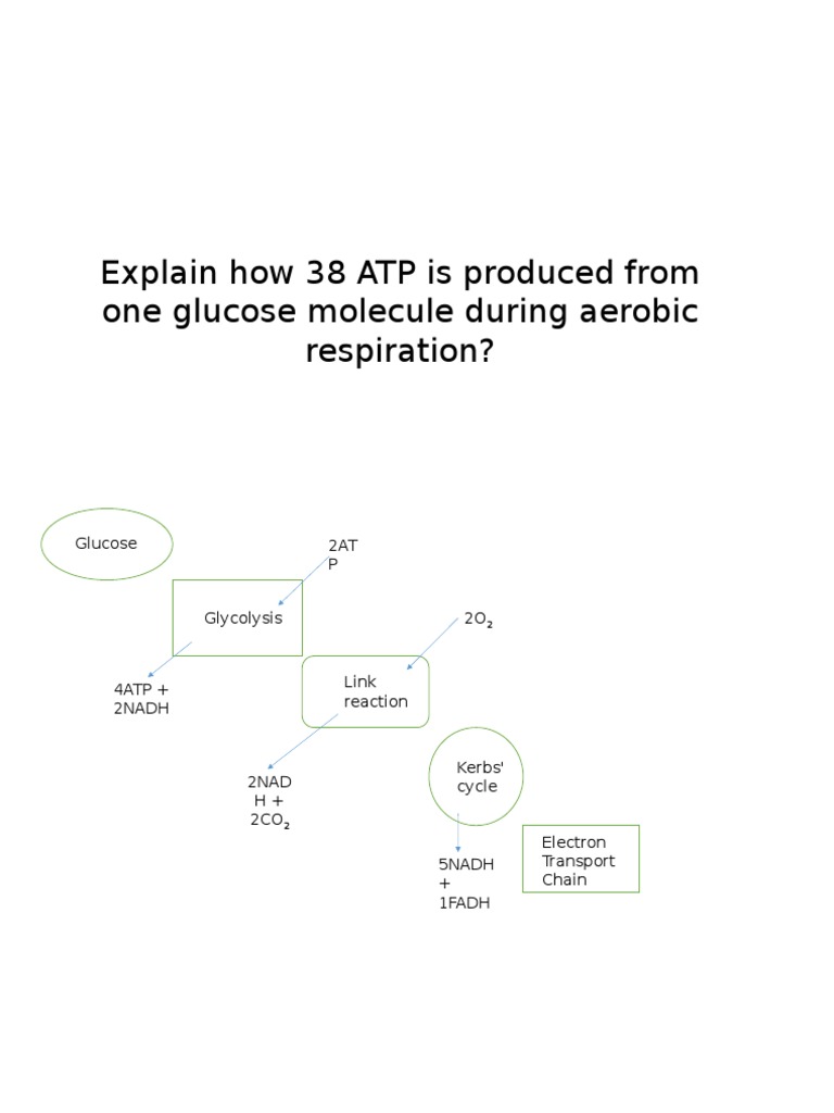Explain How 38 ATP Is Produced From One Glucose Molecule During Aerobic ...