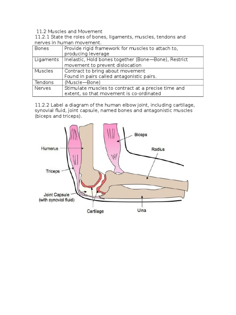 IB Bio HL 11.2 Muscles Notes | PDF | Myocyte | Musculoskeletal System
