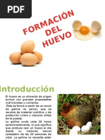 Formación Del Huevo Fisiología Del Proceso y Tiempo de Formación | PDF ...