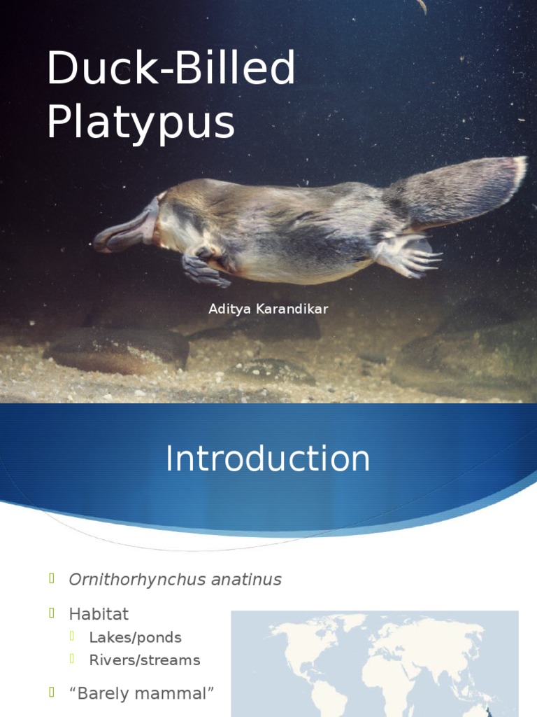 Duck-Billed Platypus: Aditya Karandikar | PDF