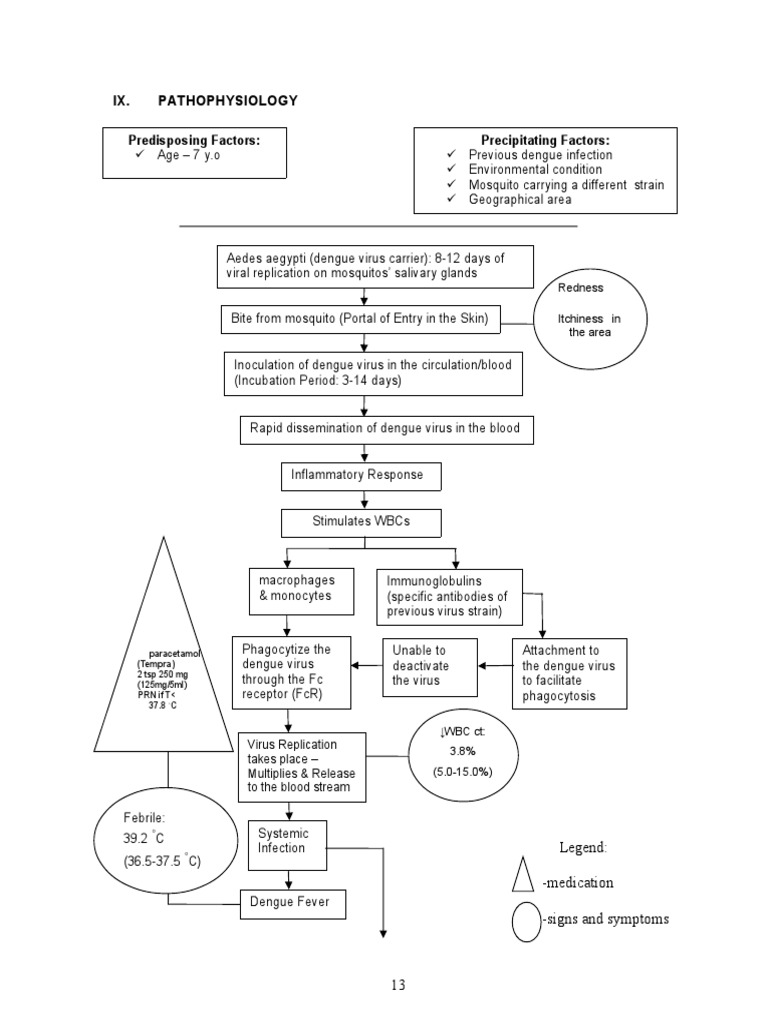 Dengue Fever Pathophysiology Overview | PDF | Virus | Fever
