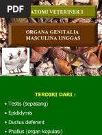 Anatomi Dan Fisiologi Organ Reproduksi Ayam | PDF