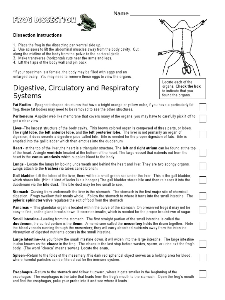 Frog Dissection | PDF | Small Intestine | Gastrointestinal Tract