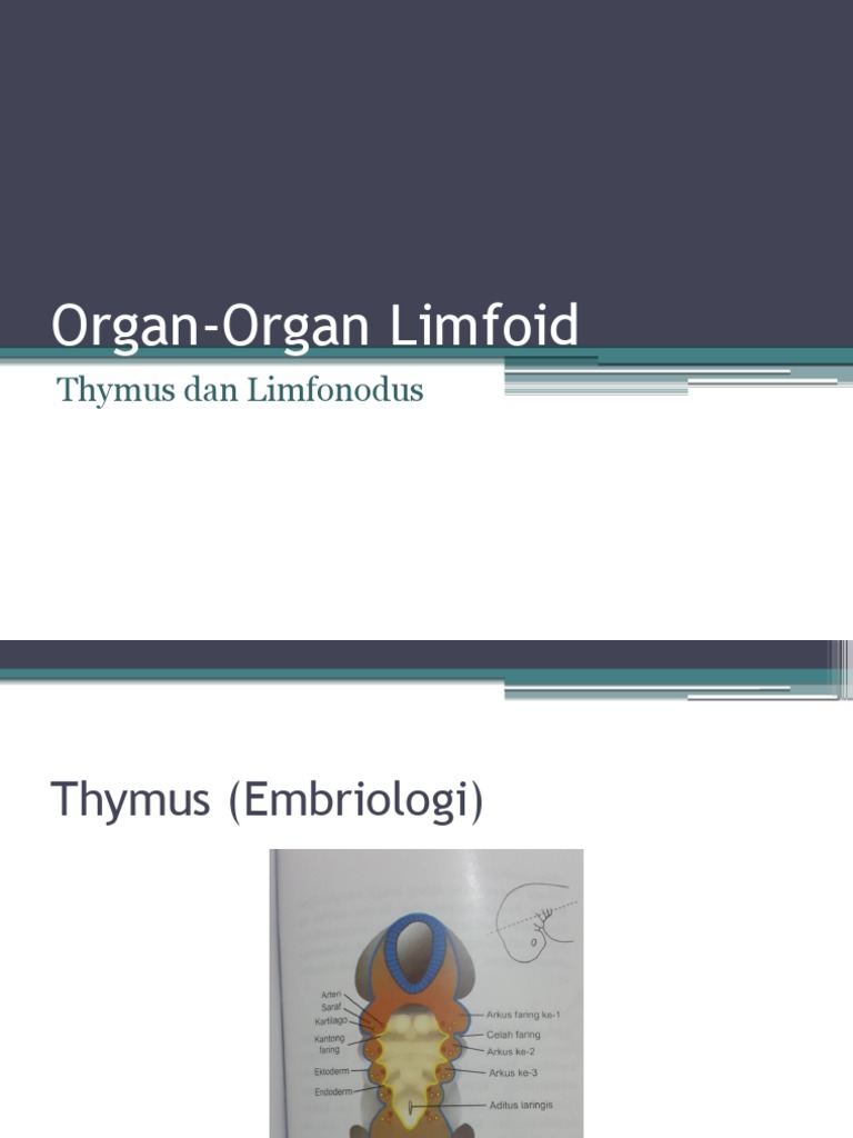 Organ-Organ Limfoid: Thymus Dan Limfonodus | PDF