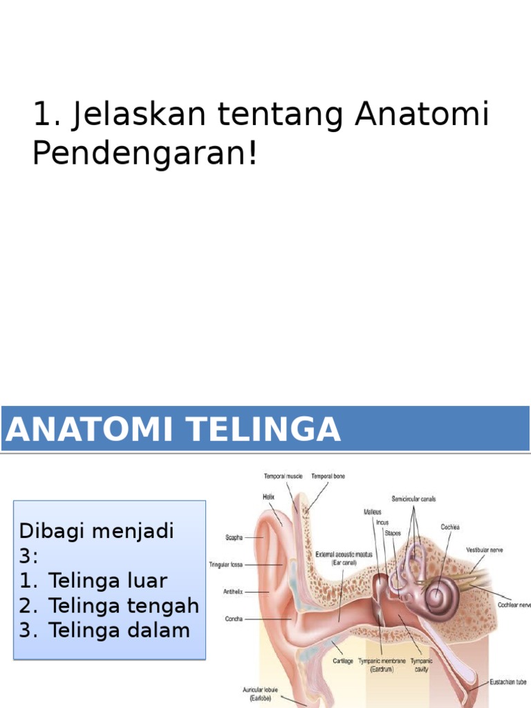 PBL SS Modul 2 Tuli | PDF