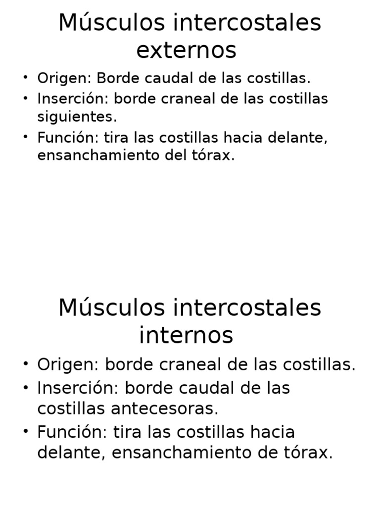 Músculos intercostales: origen y función | PDF | Tejido suave | Tórax ...