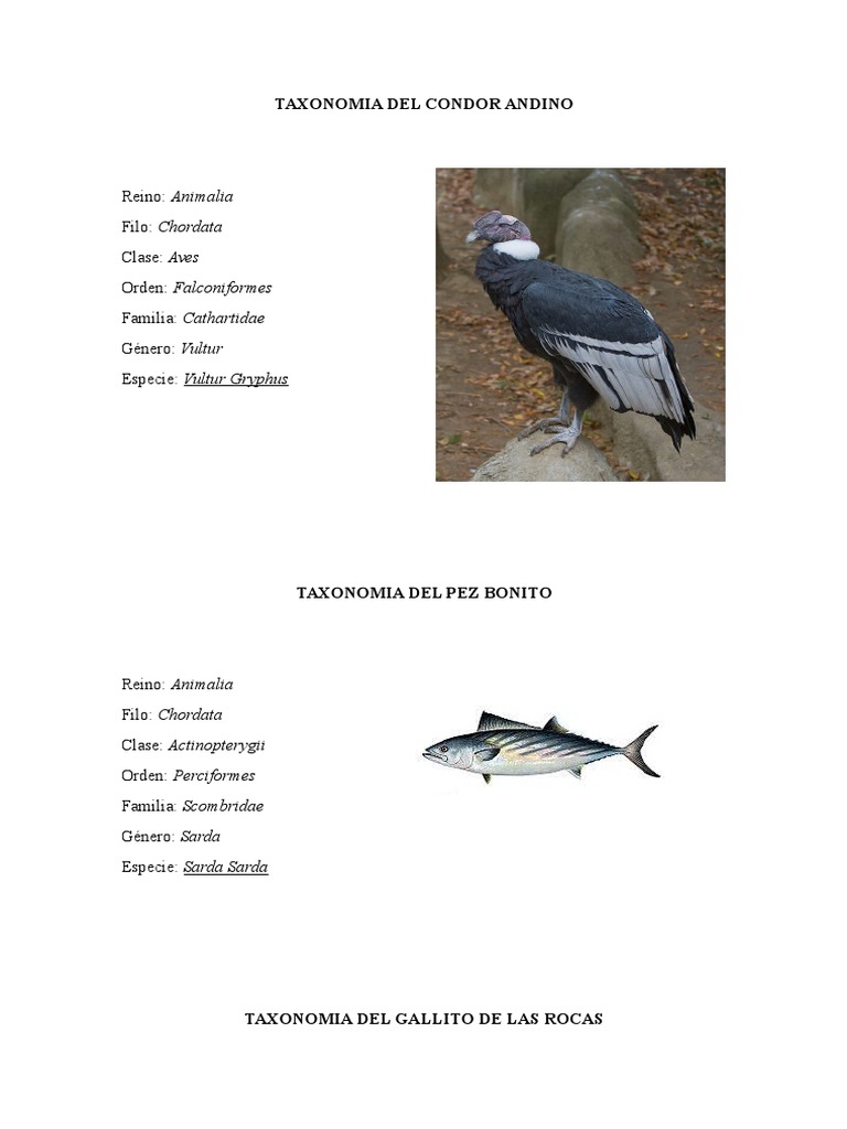 Taxonomia Del Condor Andino | PDF | Fósiles Vivientes | Aves