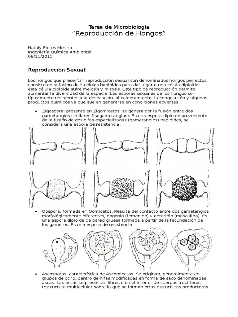 Esporas de Hongos | Espora | Hongo