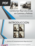 Reflejo de Flehmen en Animales | PDF | Biología