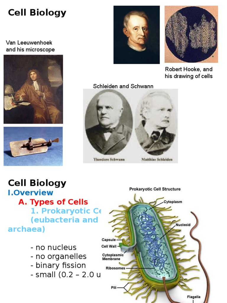 Cell Biology: Van Leeuwenhoek and His Microscope | PDF | Cell Membrane ...