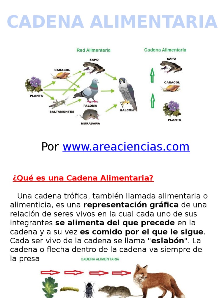 Cadena Alimentaria