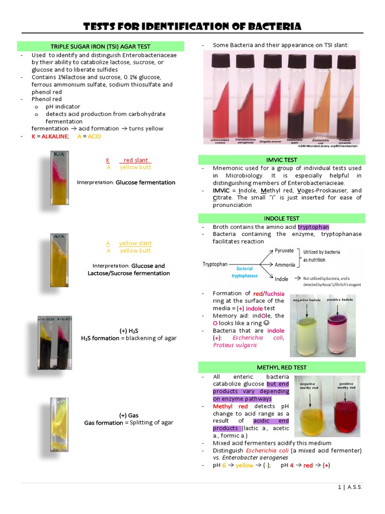 Tests For Identification of Bacteria ASS | PDF | Microbiology | Chemistry