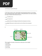 Calvin Cycle Worksheet | PDF | Biology | Biochemistry