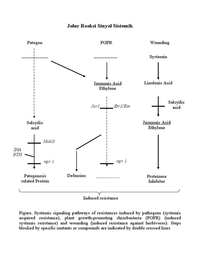 Systemic Signaling Pathways in Plants | PDF