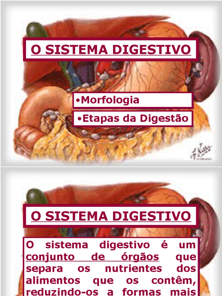O Sistema Digestivo - Morfologia e Etapas Da Digestão | Digestão ...