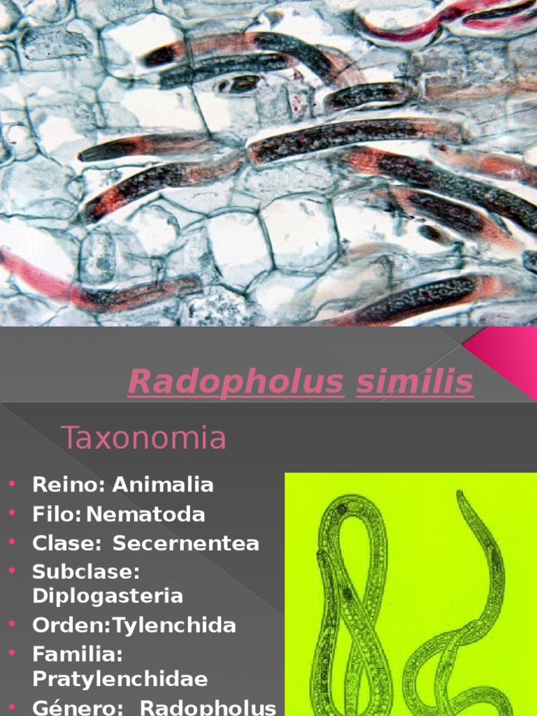 Ciclo de Radopholus Similis Fitopatologia | PDF | Plantas | Botánica
