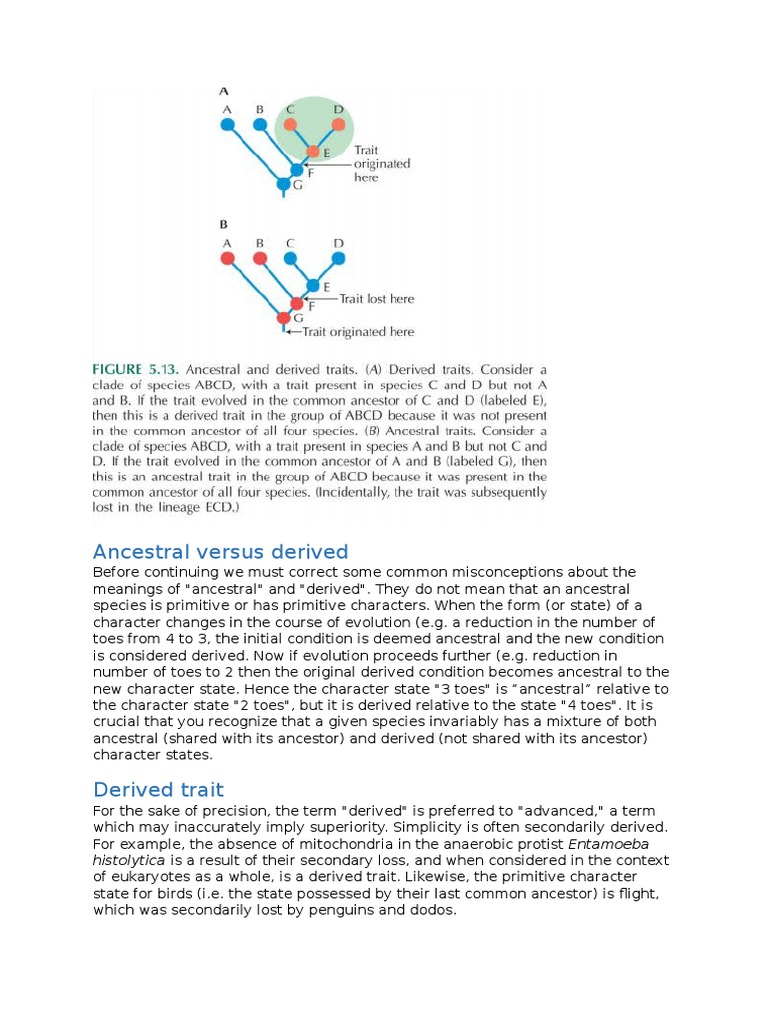 Understanding Ancestral and Derived Traits | PDF | Phylogenetics ...