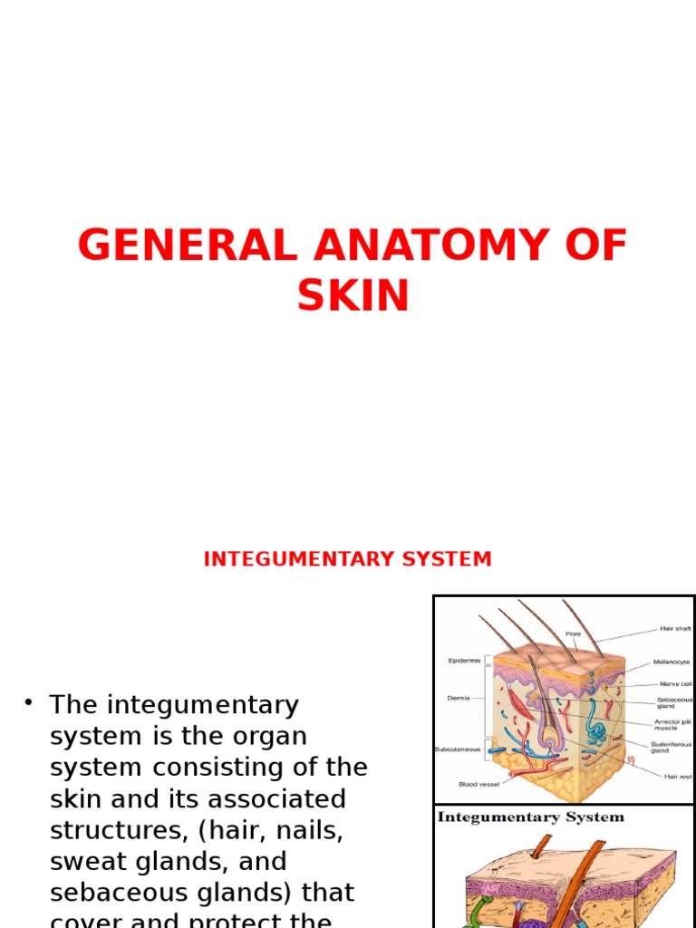 Anatomy - General Anatomy of Skin | PDF | Skin | Epidermis